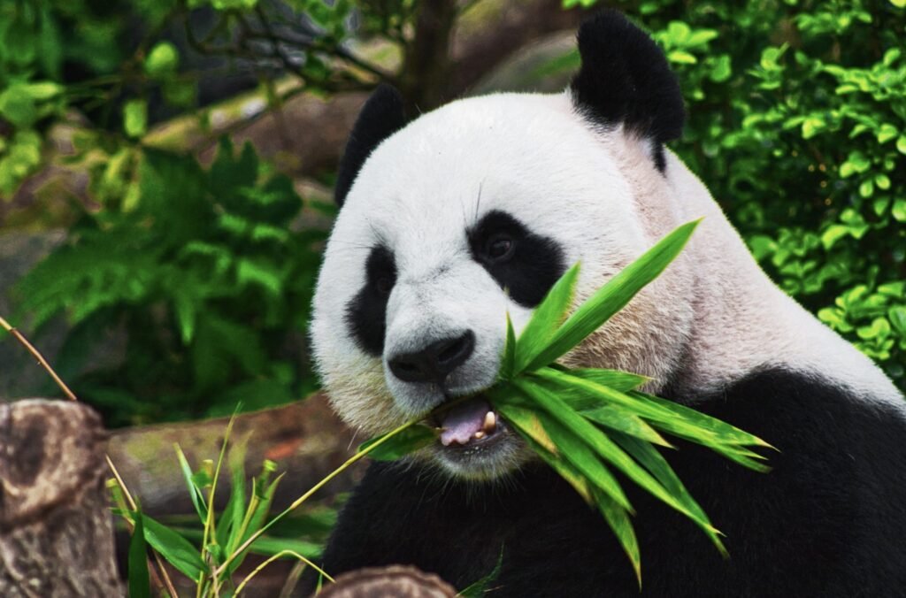 Oso Panda: Hábitat, Alimentación y Características Clave